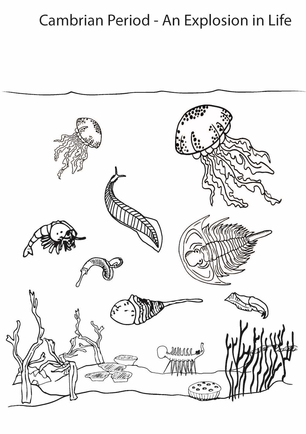 Cambrian (Paleozoic 1) – Cornwall Sea to Stars